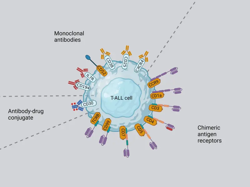 Progress of targeted therapies and immunotherapies in T-ALL/LBL